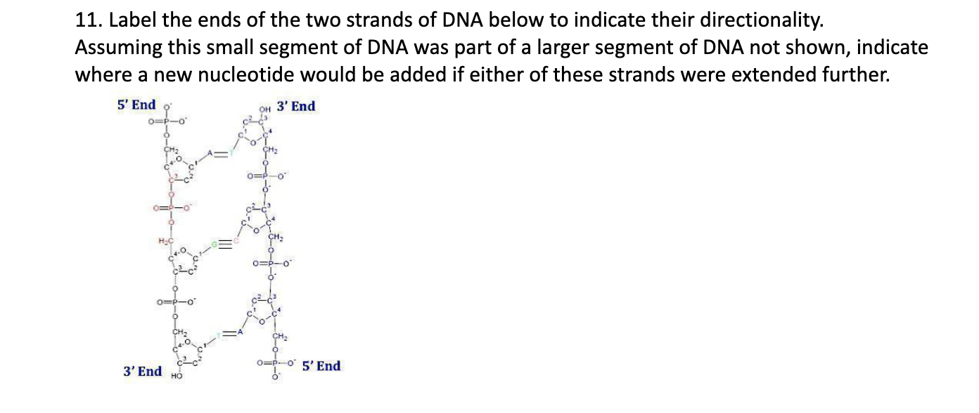 Solved Label the ends of the two strands of DNA below to | Chegg.com