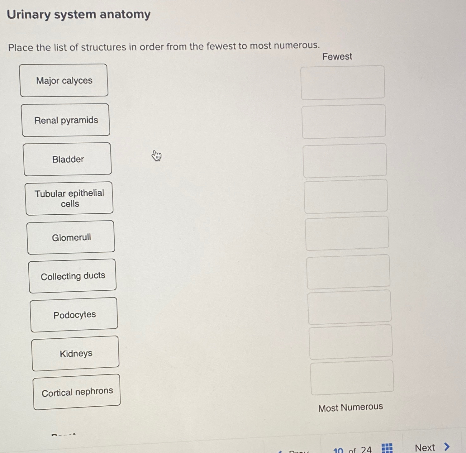Solved Urinary system anatomyPlace the list of structures in | Chegg.com