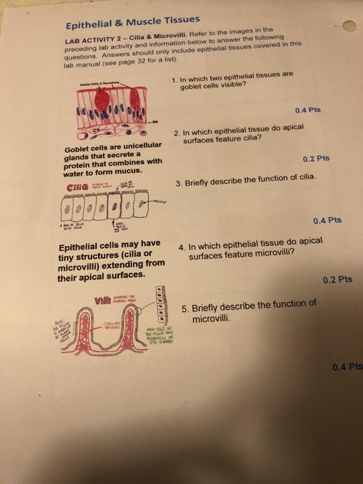 Solved Epithelial & Muscle Tissues LAB ACTIVITY 2 - Citia & | Chegg.com