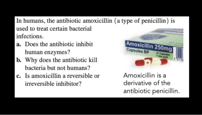 Solved In humans, the antibiotic amoxicillin (a type of | Chegg.com