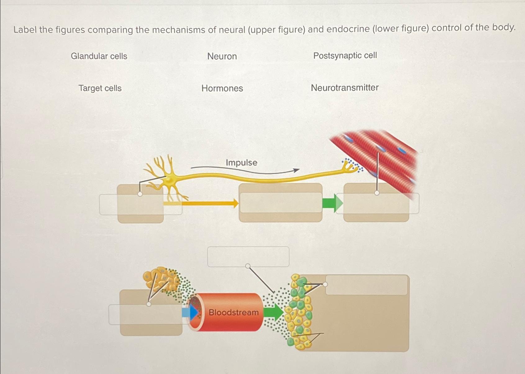 Solved Label the figures comparing the mechanisms of neural | Chegg.com