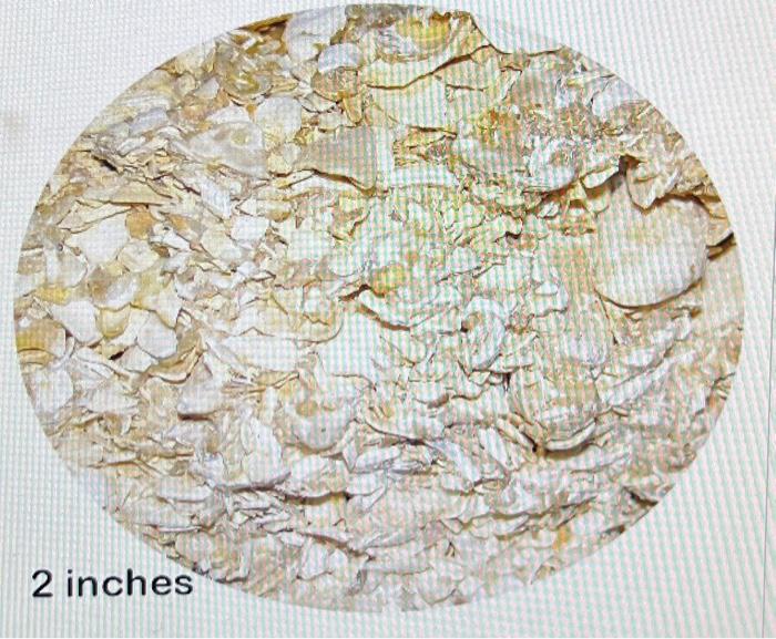 Solved This sedimentary rock is comprised of broken fossils | Chegg.com