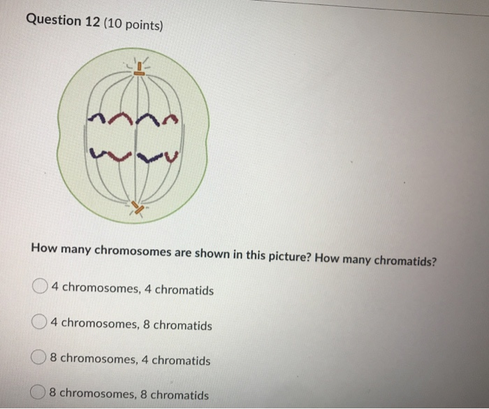 Solved Question 12 (10 points) How many chromosomes are | Chegg.com