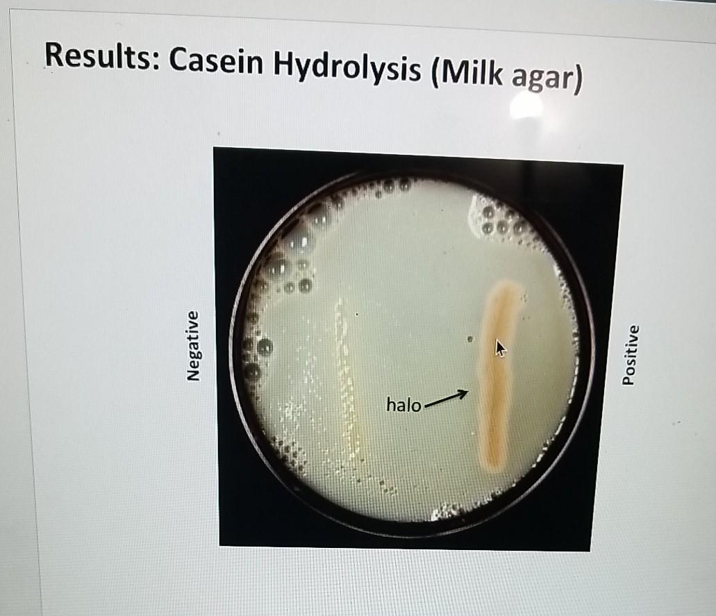 Solved The following biochemical hydrolysis tests were | Chegg.com