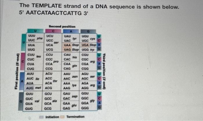 Solved Write the mRNA sequence transcribed from this piece | Chegg.com