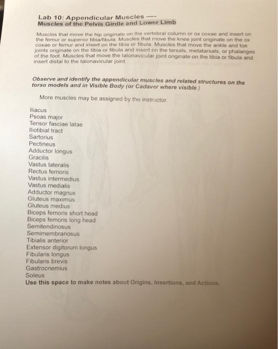 Solved Lab 10: Appendicular Muscles Muscles of the Polvis | Chegg.com