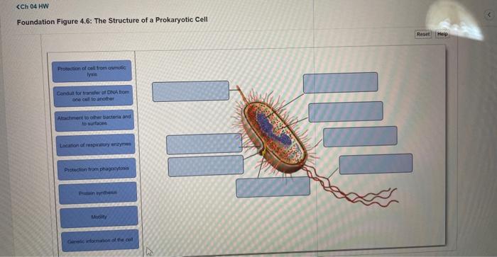 Foundation Figure 4.6: The Structure of a Prokaryotic | Chegg.com