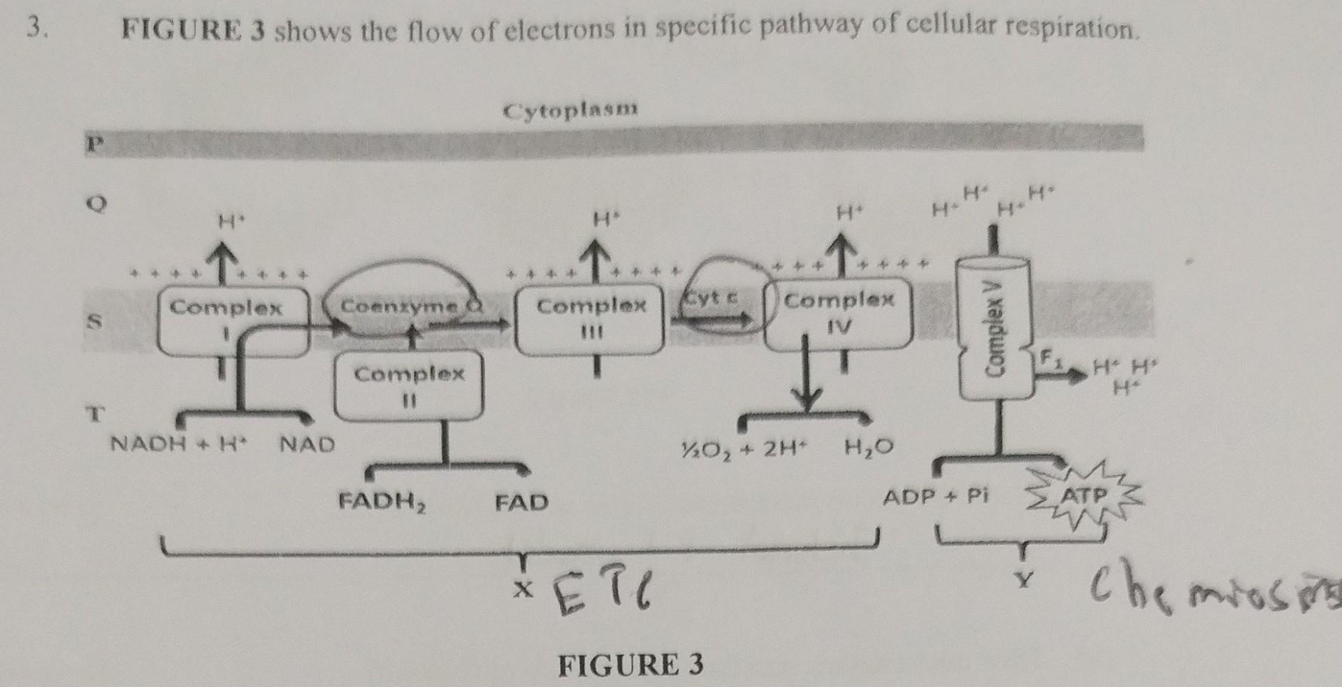 Solved FIGURE 3 shows the flow of electrons in specific | Chegg.com