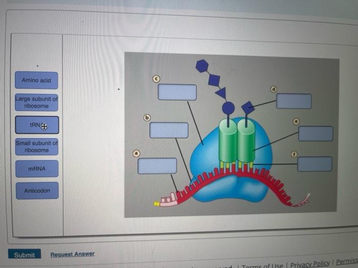 Solved Introns excised Addition of 5'-cap and | Chegg.com