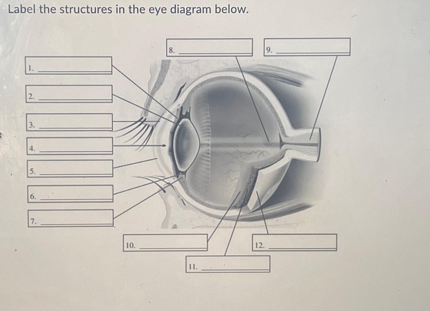 Solved Label the structures in the eye diagram below. | Chegg.com