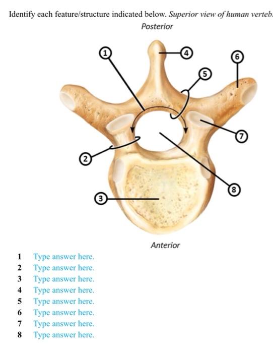 Solved Identify each feature/structure indicated below. | Chegg.com