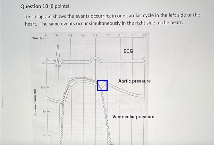 Solved This diagram shows the events occurring in one | Chegg.com
