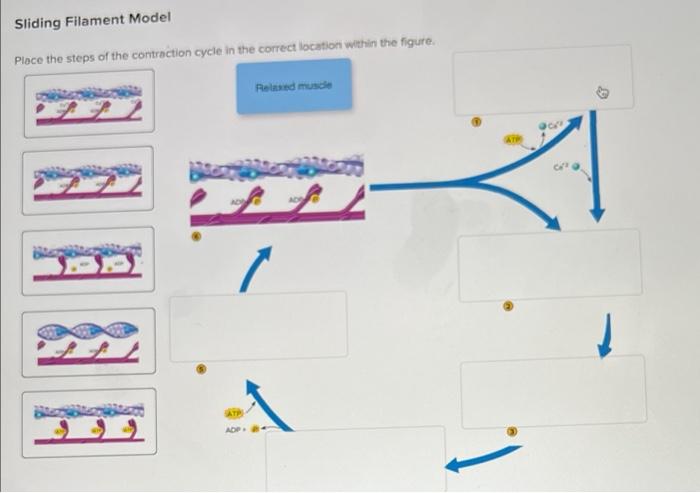 Solved Sliding Filament Model Place the steps of the | Chegg.com