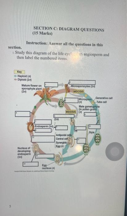 SECTION C: DIAGRAM QUESTIONS (15 Marks) Instruction: | Chegg.com
