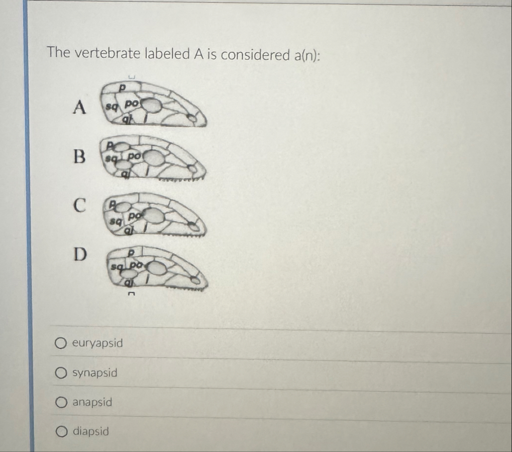 Solved The vertebrate labeled A ﻿is considered a(n) | Chegg.com