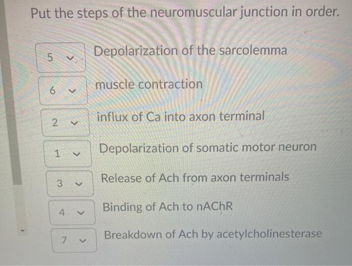 Solved Put the steps of the neuromuscular junction in order. | Chegg.com