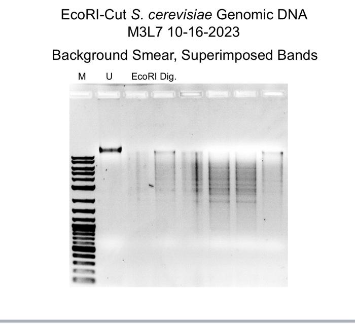 Solved EcoRI-Cut S. cerevisiae Genomic DNA M3L7 10-16-2023 | Chegg.com