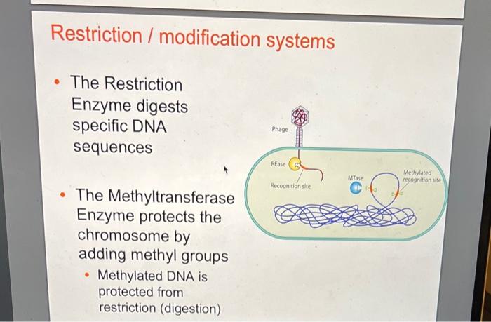 Solved A bacterial mutant that lacks a methyltransferase in | Chegg.com