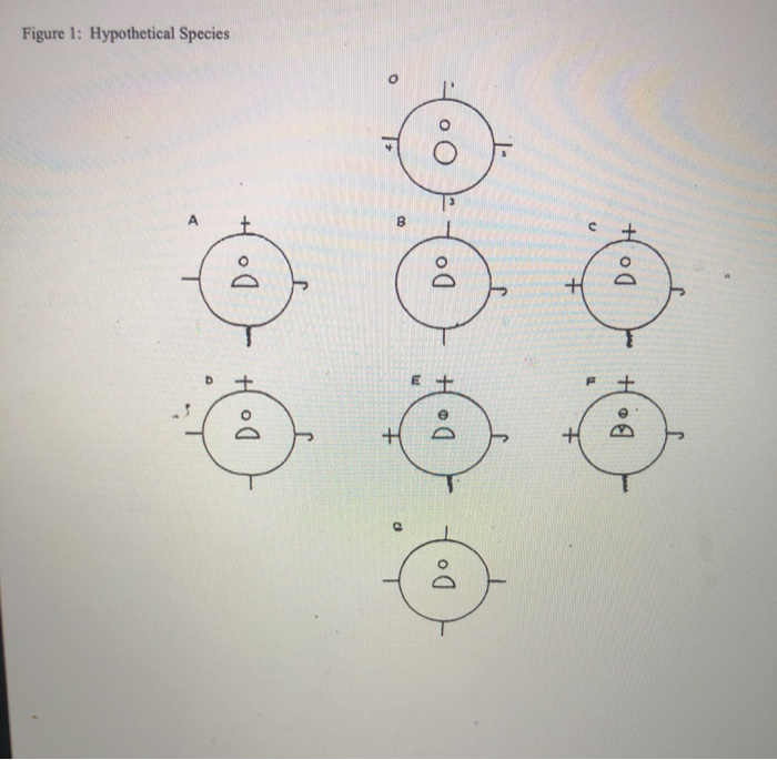 Solved Exercise 1: Hypothetical Species + TAXONOMIC | Chegg.com
