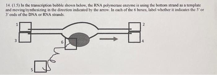 Solved 14. (1.5) In the transcription bubble shown below, | Chegg.com