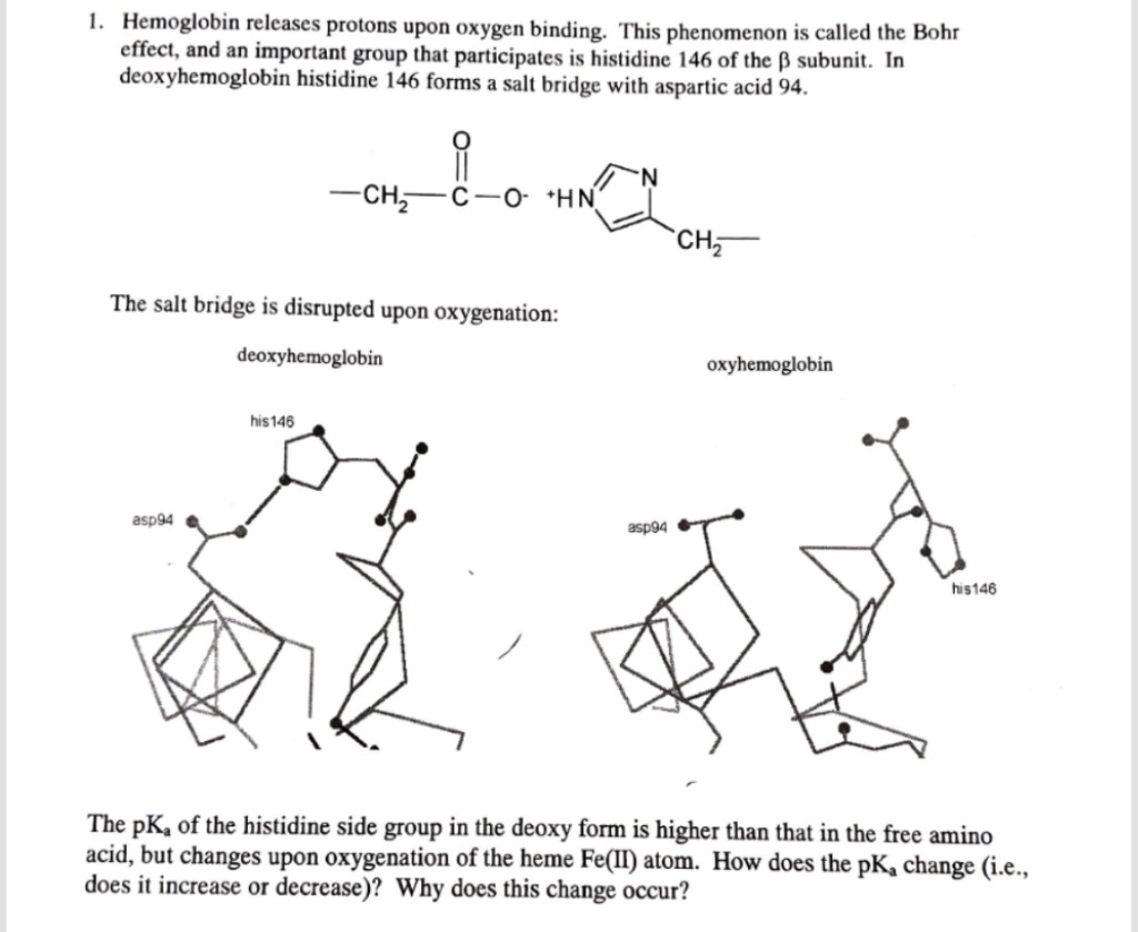 Solved 1. Hemoglobin releases protons upon oxygen binding. | Chegg.com