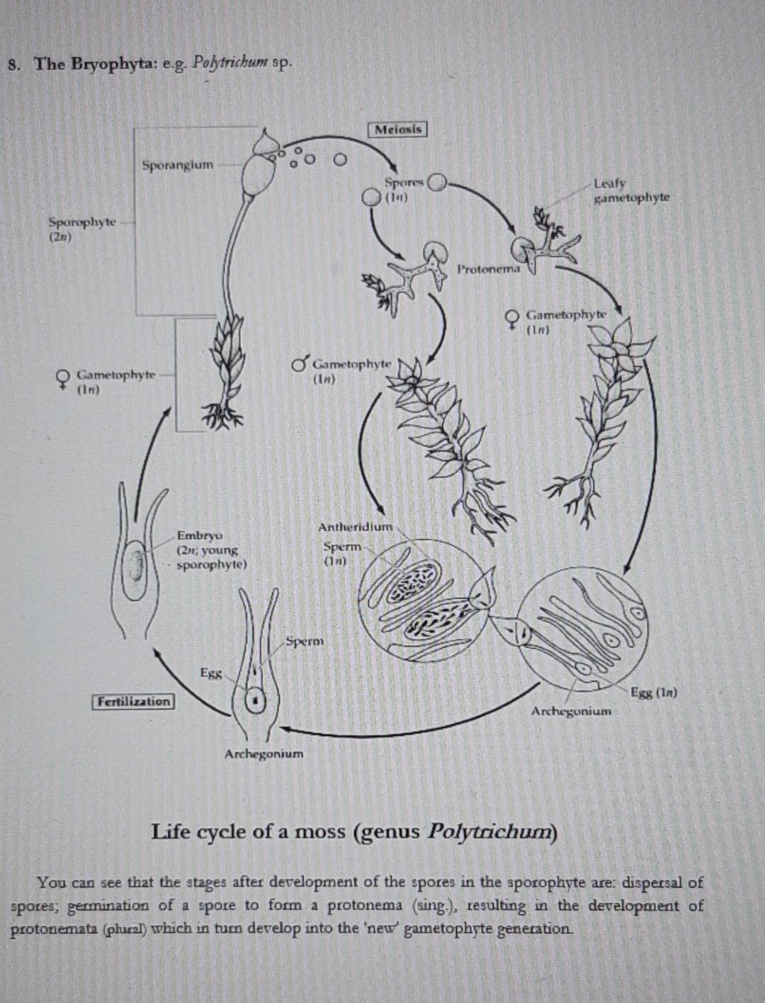 Solved 8. The Bryophyta: e.g. Polytrichum sp. Melosis °C | Chegg.com