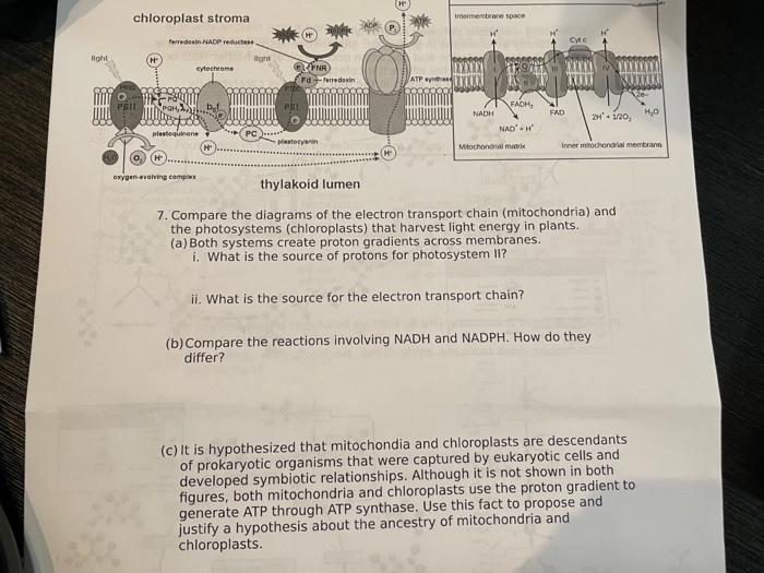 [Solved]: 7. Compare the diagrams of the electron transport