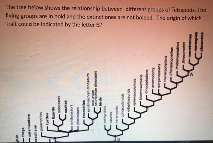 Solved The tree below shows the relationship between | Chegg.com