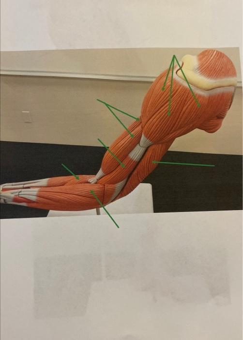 Solved Labeling Appendicular Muscles | Chegg.com