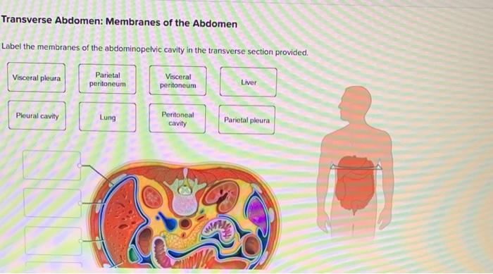 Solved Transverse Abdomen: Membranes of the Abdomen Label | Chegg.com
