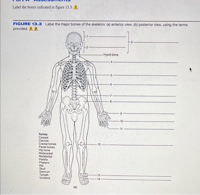 Solved Label the bones indicated in figure 13.3. A FIGUF | Chegg.com