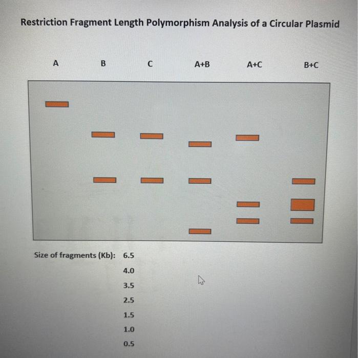 Solved Part A: label each of the bands with its size, using | Chegg.com