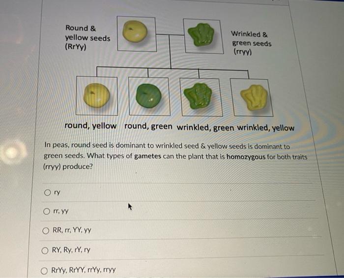 Solved Round & yellow seeds (RrYy) Wrinkled & green seeds | Chegg.com