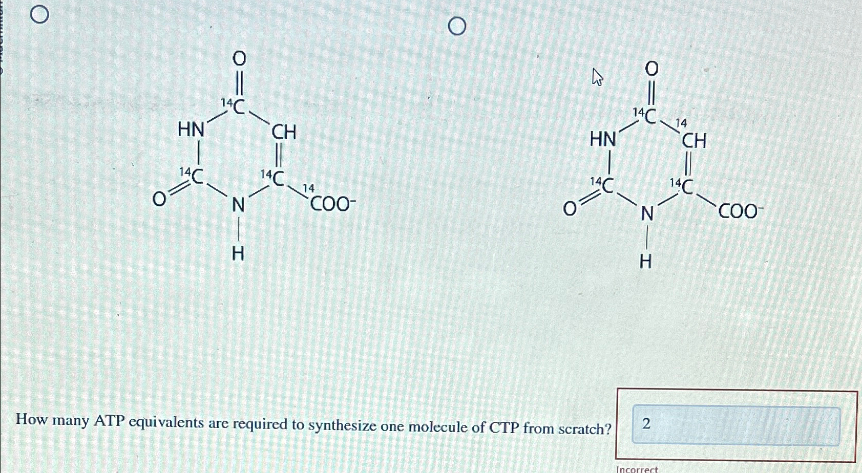 Solved How many ATP equivalents are required to synthesize | Chegg.com