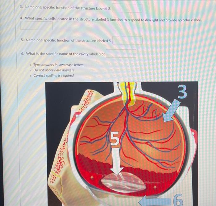 Solved 1. Name one specific function of the structure | Chegg.com