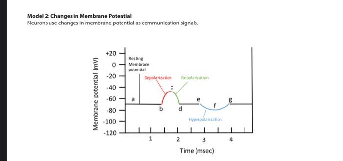 Solved Model 2: Changes in Membrane Potential Neurons use | Chegg.com