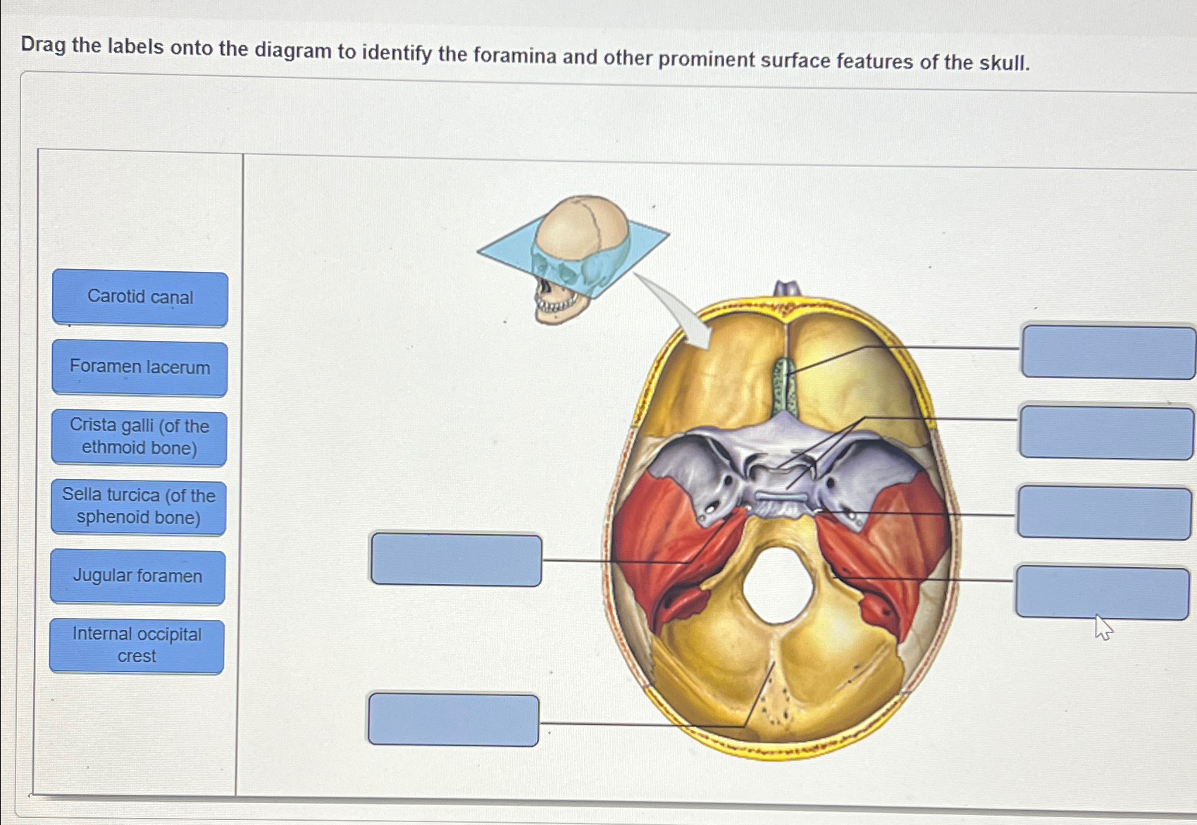 Solved Drag the labels onto the diagram to identify the | Chegg.com