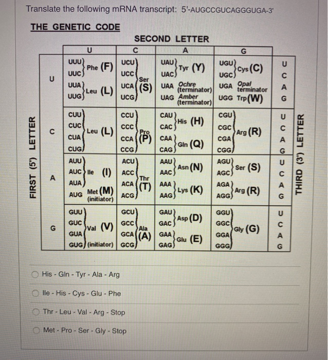 Solved Translate the following mRNA transcript: | Chegg.com