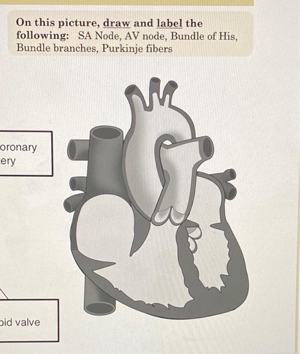Solved On this picture, draw and label the following: SA | Chegg.com