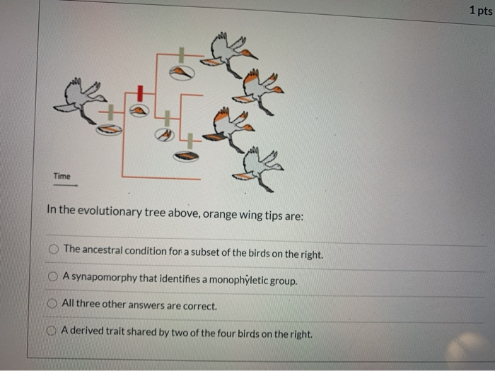 Solved 1 pts Time In the evolutionary tree above, orange | Chegg.com