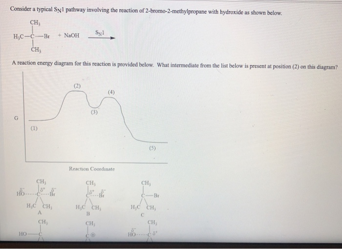 Solved Consider a typical Syl pathway involving the reaction | Chegg.com