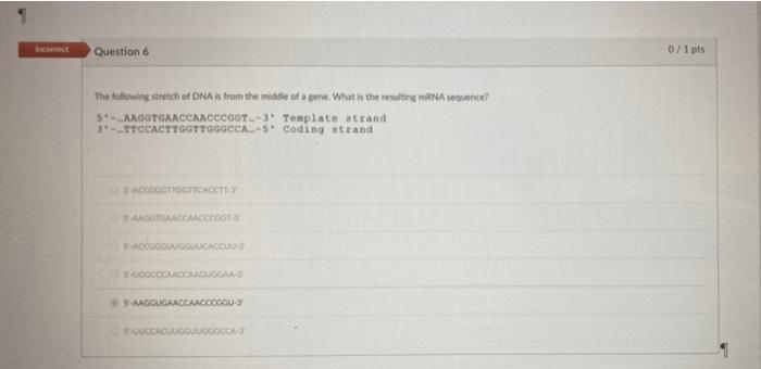 Solved Question 6 071 pts The following stretch of DNA is | Chegg.com
