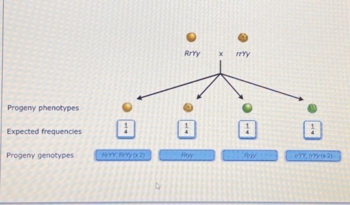 Solved Progeny phenotypes Expected frequencies Progeny | Chegg.com