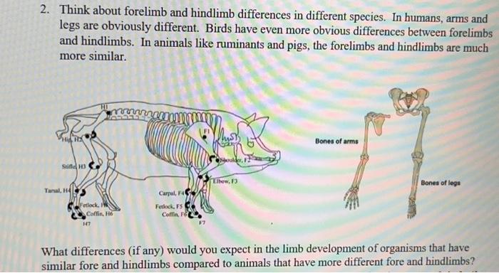 Solved 2. Think about forelimb and hindlimb differences in | Chegg.com
