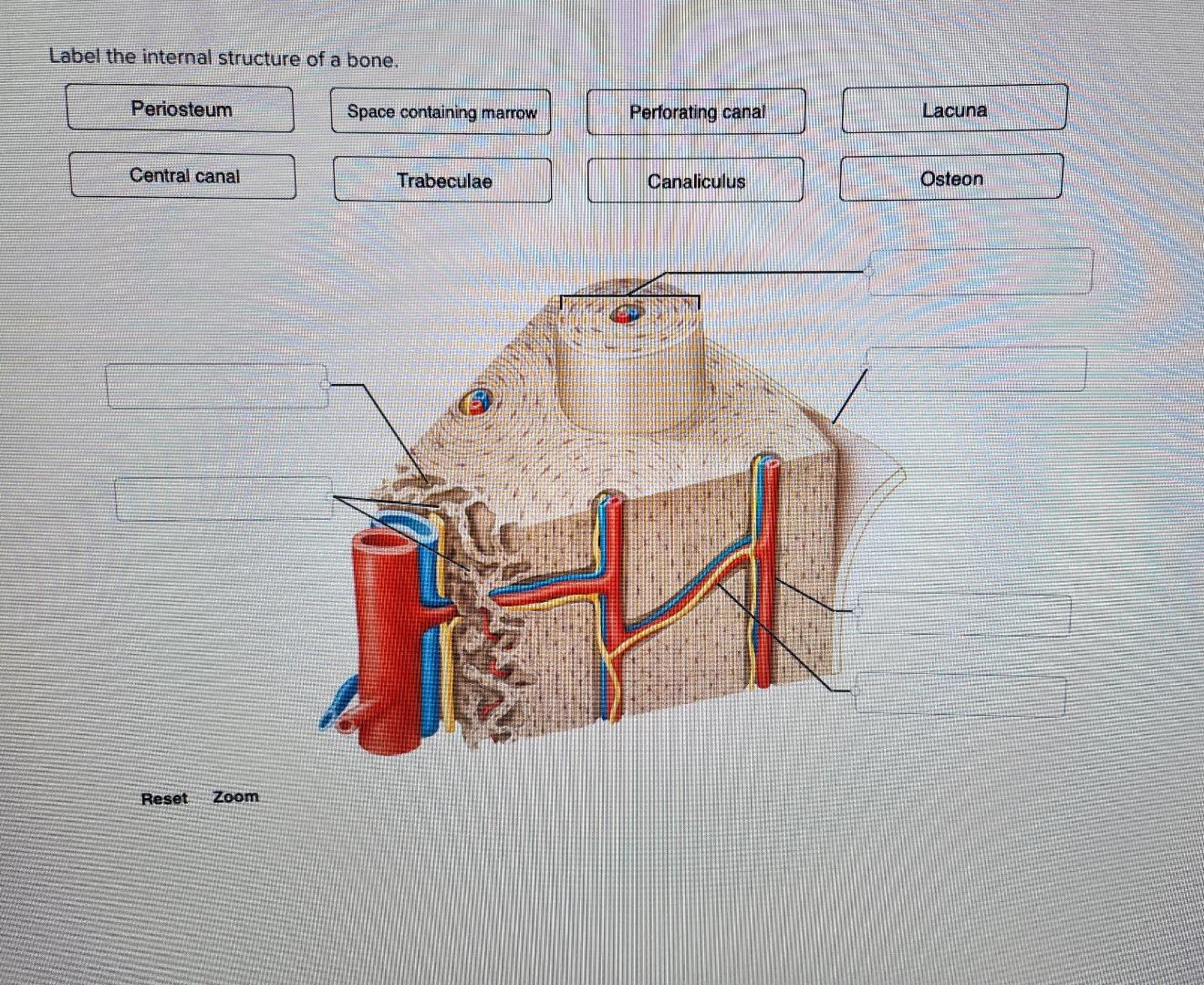 Solved Label the internal structure of a bone.ResetZoom | Chegg.com