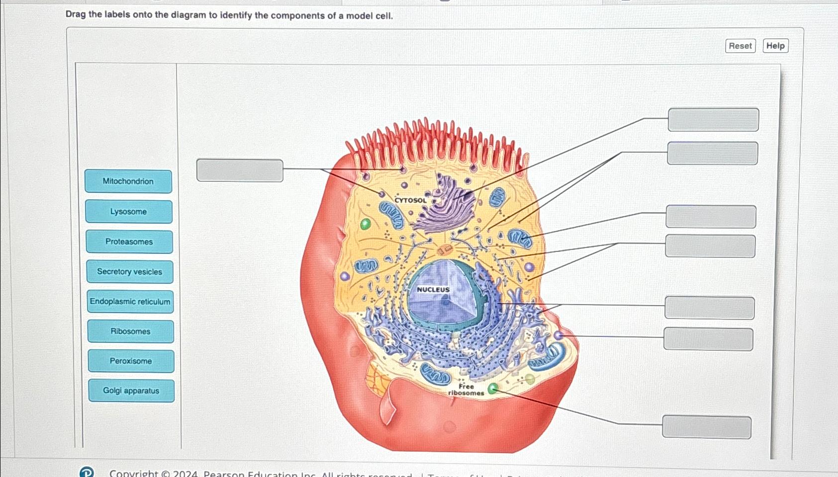 Solved Drag the labels onto the diagram to identify the | Chegg.com