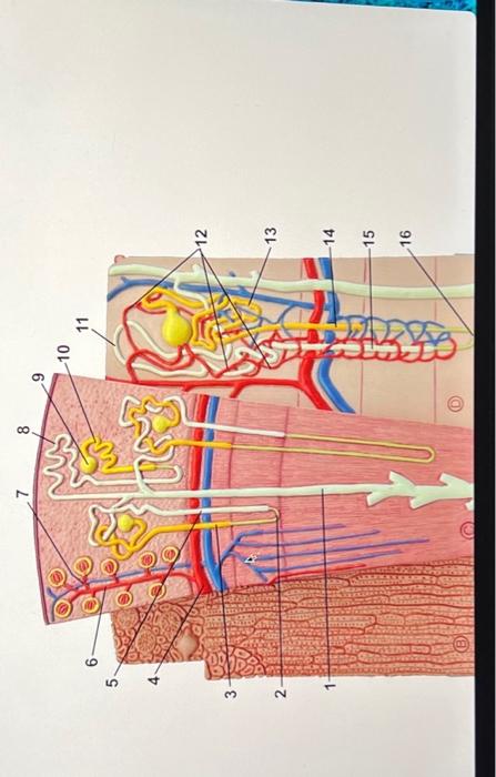 Solved Match the correct nephron structure with the | Chegg.com