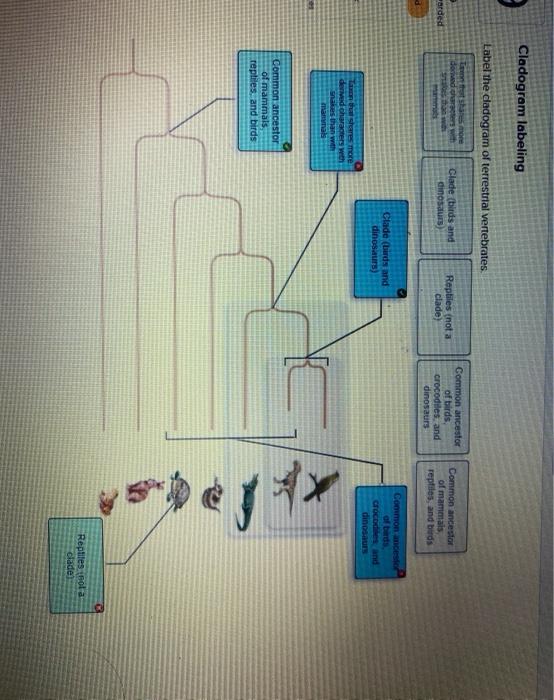 Solved Cladogram labeling Label the cladogram of terrestrial | Chegg.com