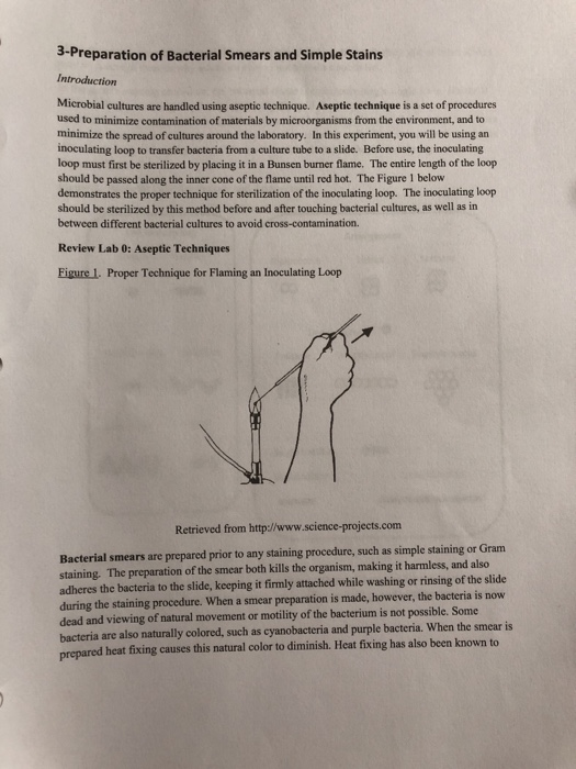 3-Preparation of Bacterial Smears and Simple Stains | Chegg.com