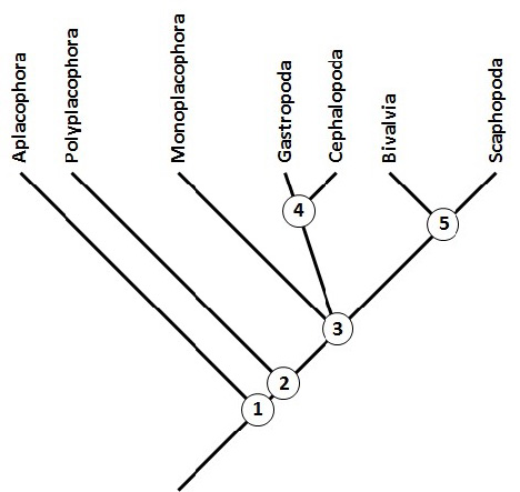 Solved Consider the following (possible) ﻿cladogram for the | Chegg.com